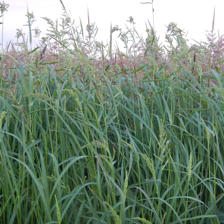 Wetland Management - Rainwater Basin Joint Venture