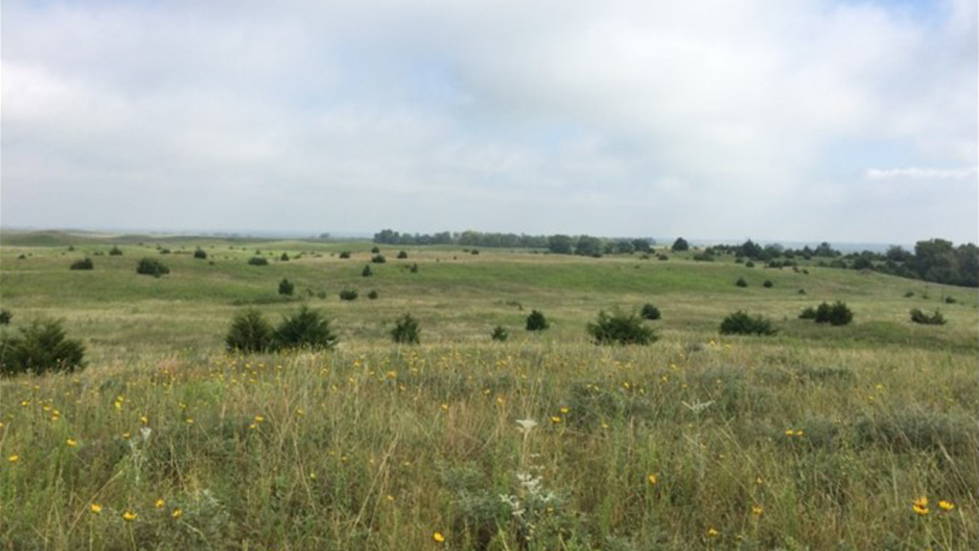 Habitat Happenings - Nebraska's Grasslands Under Threat - Rainwater ...