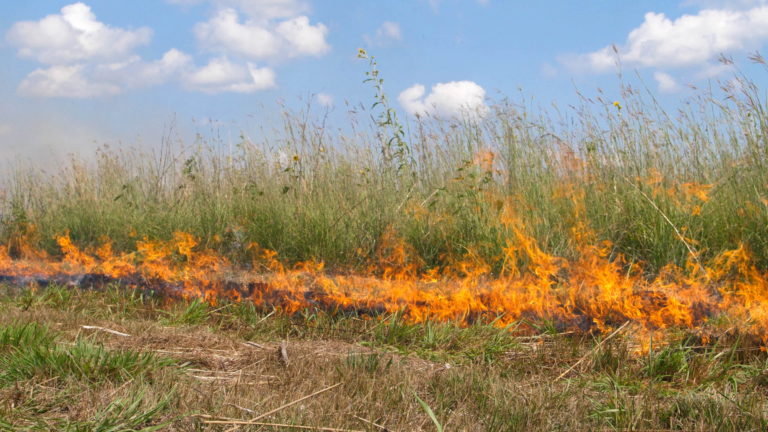 New Incentives to Support Prescribed Fire in Nebraska - Rainwater Basin ...