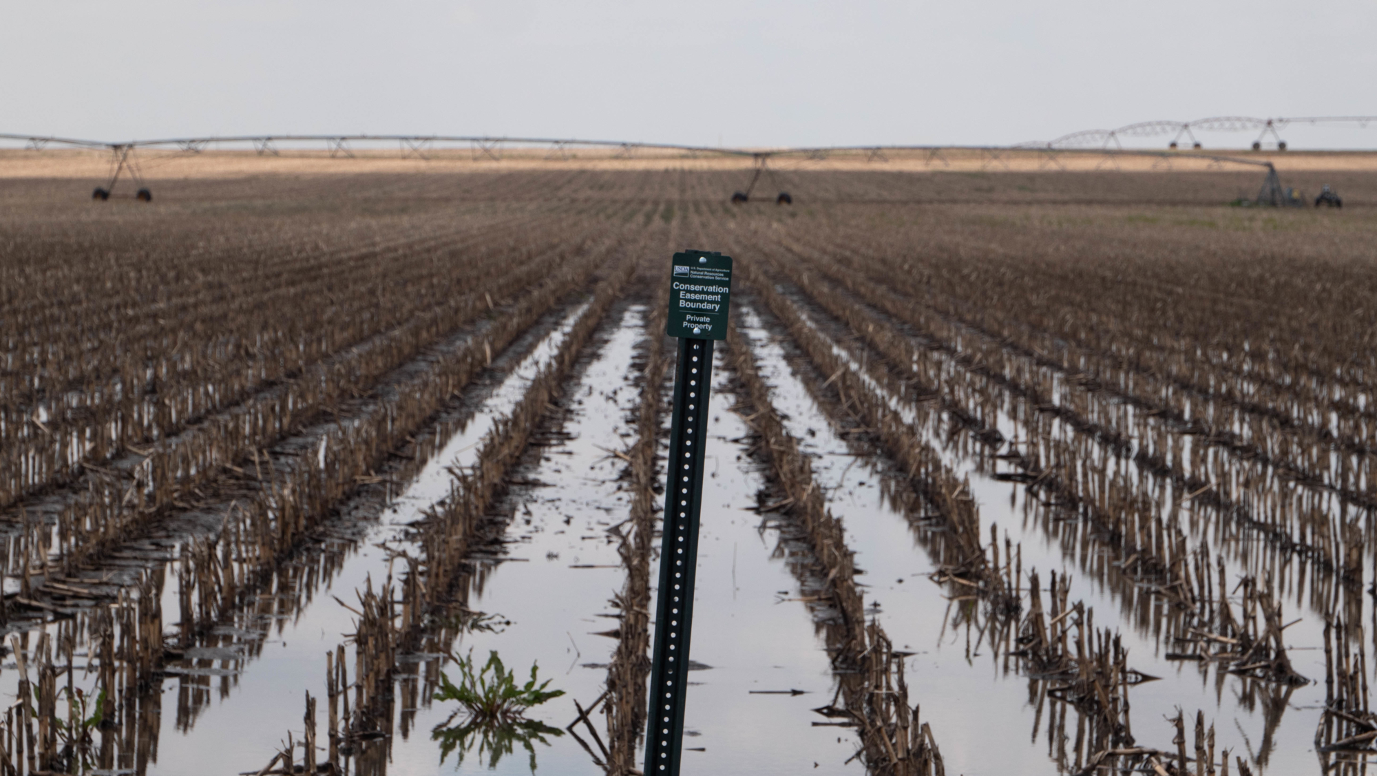 Happold Brothers Conservation Success Stories - Rainwater Basin Joint ...