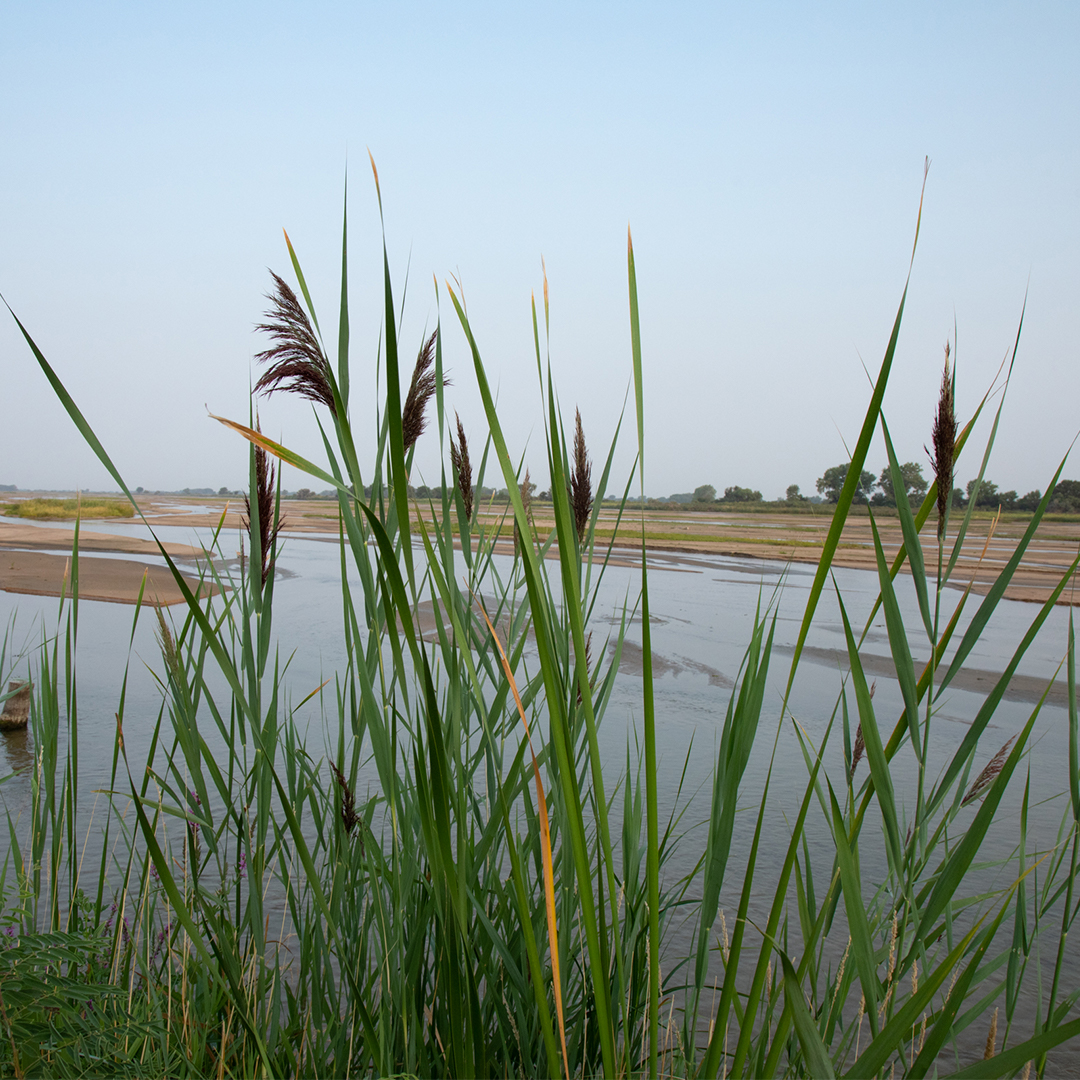 Wetland Management - Rainwater Basin Joint Venture