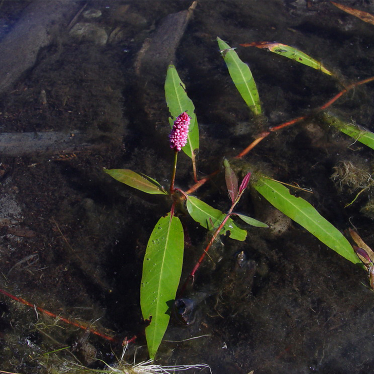Wetland Management - Rainwater Basin Joint Venture