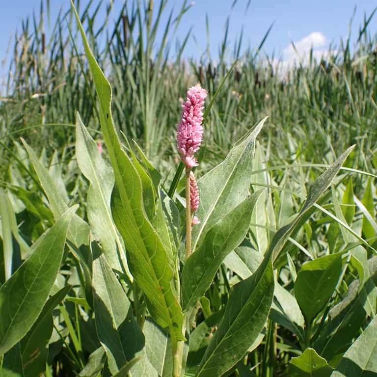 Wetland Management - Rainwater Basin Joint Venture
